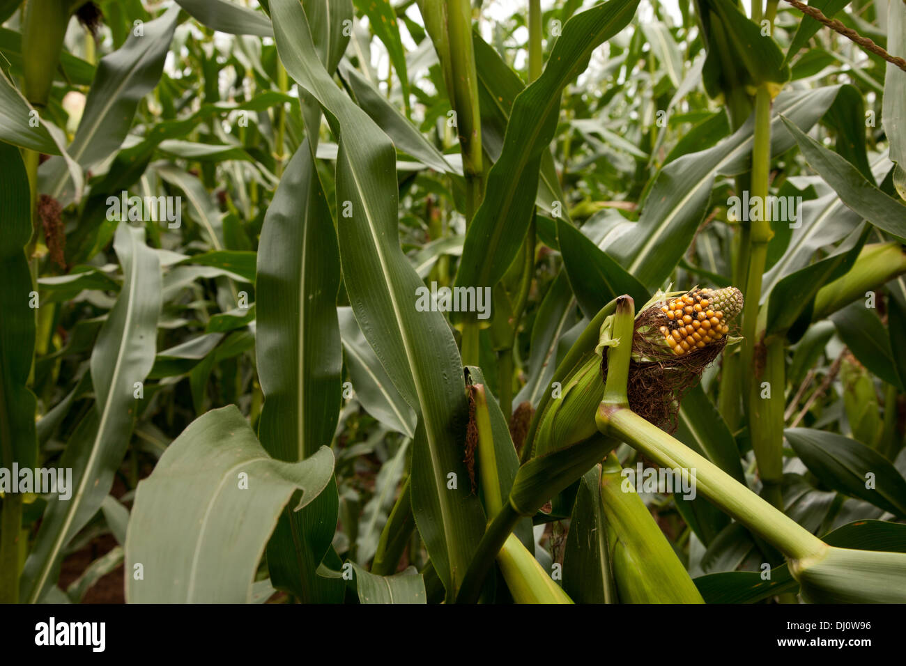 Dense leaves hi-res stock photography and images - Alamy