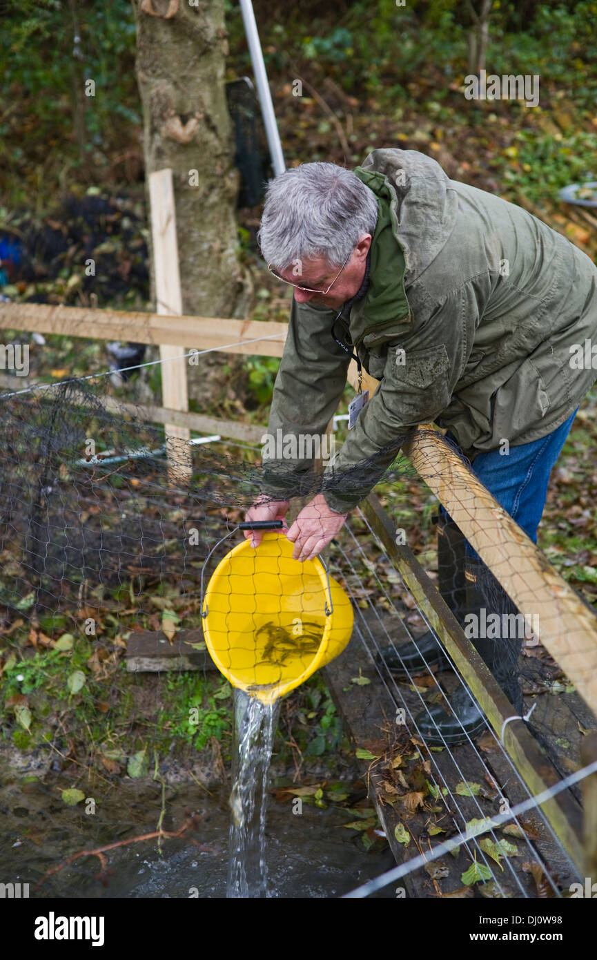 Atlantic salmon parr fish hi-res stock photography and images - Alamy