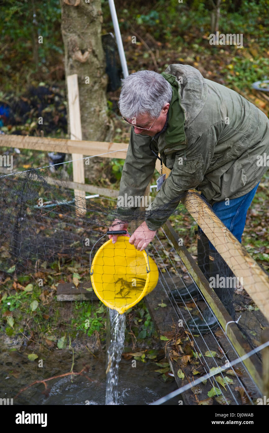 Salmon parr being stocked in a semi-natural rearing pond for future ...