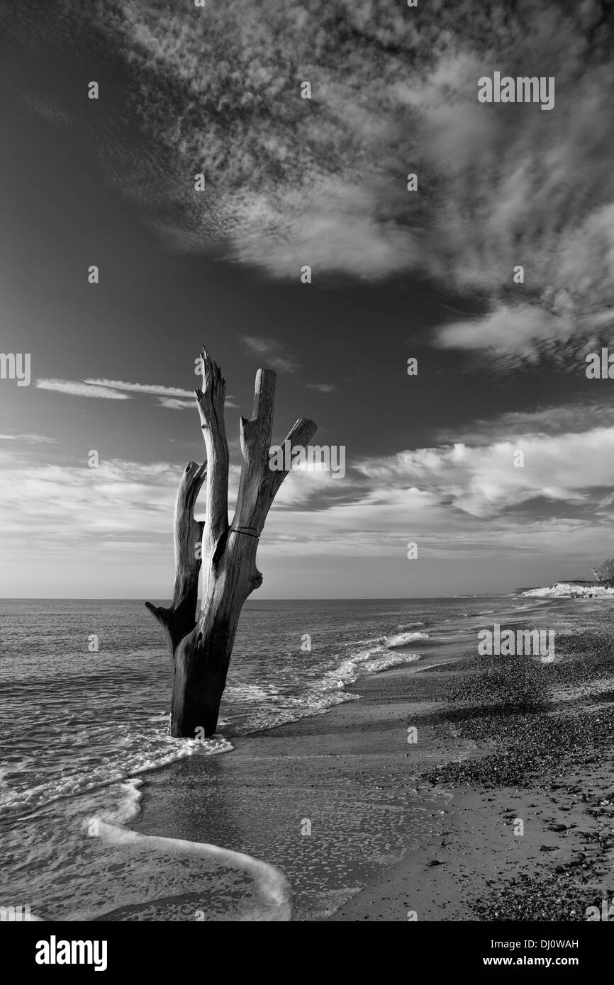 Broad tree Black and White Stock Photos & Images - Alamy