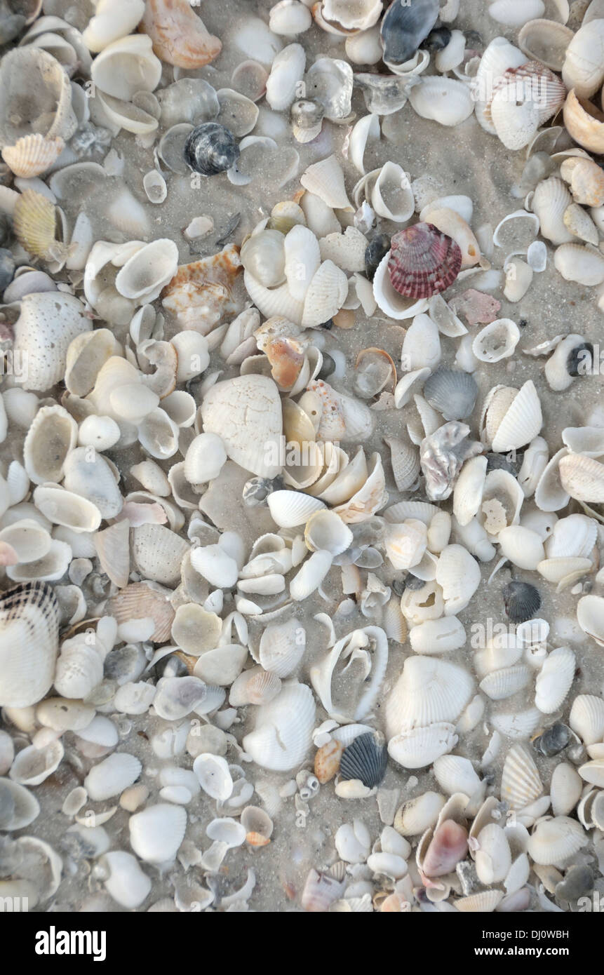 Sea shells on Marco Island Stock Photo - Alamy