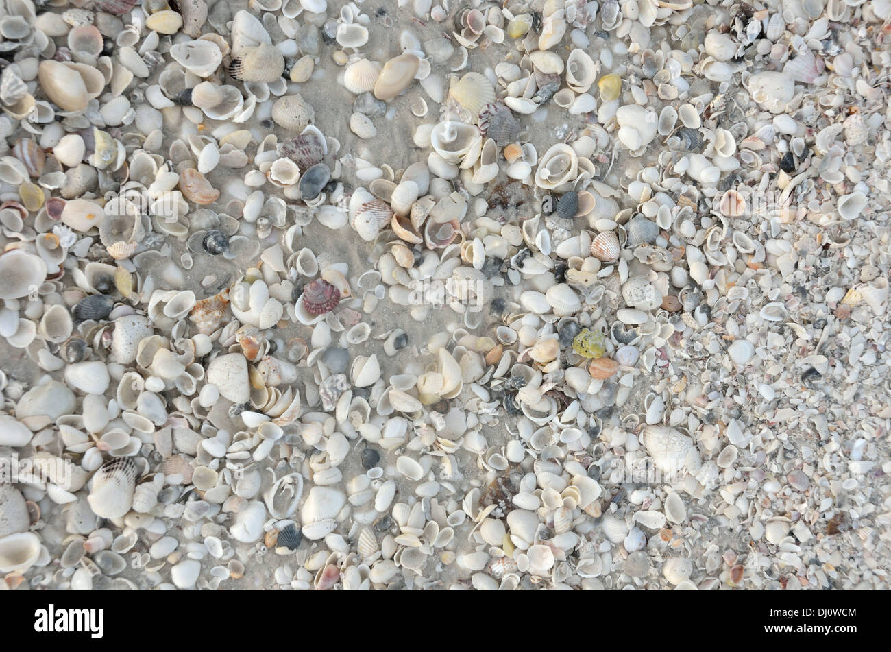 Thousand shells hi-res stock photography and images - Alamy