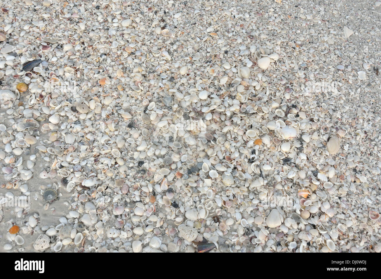Thousand shells hi-res stock photography and images - Alamy