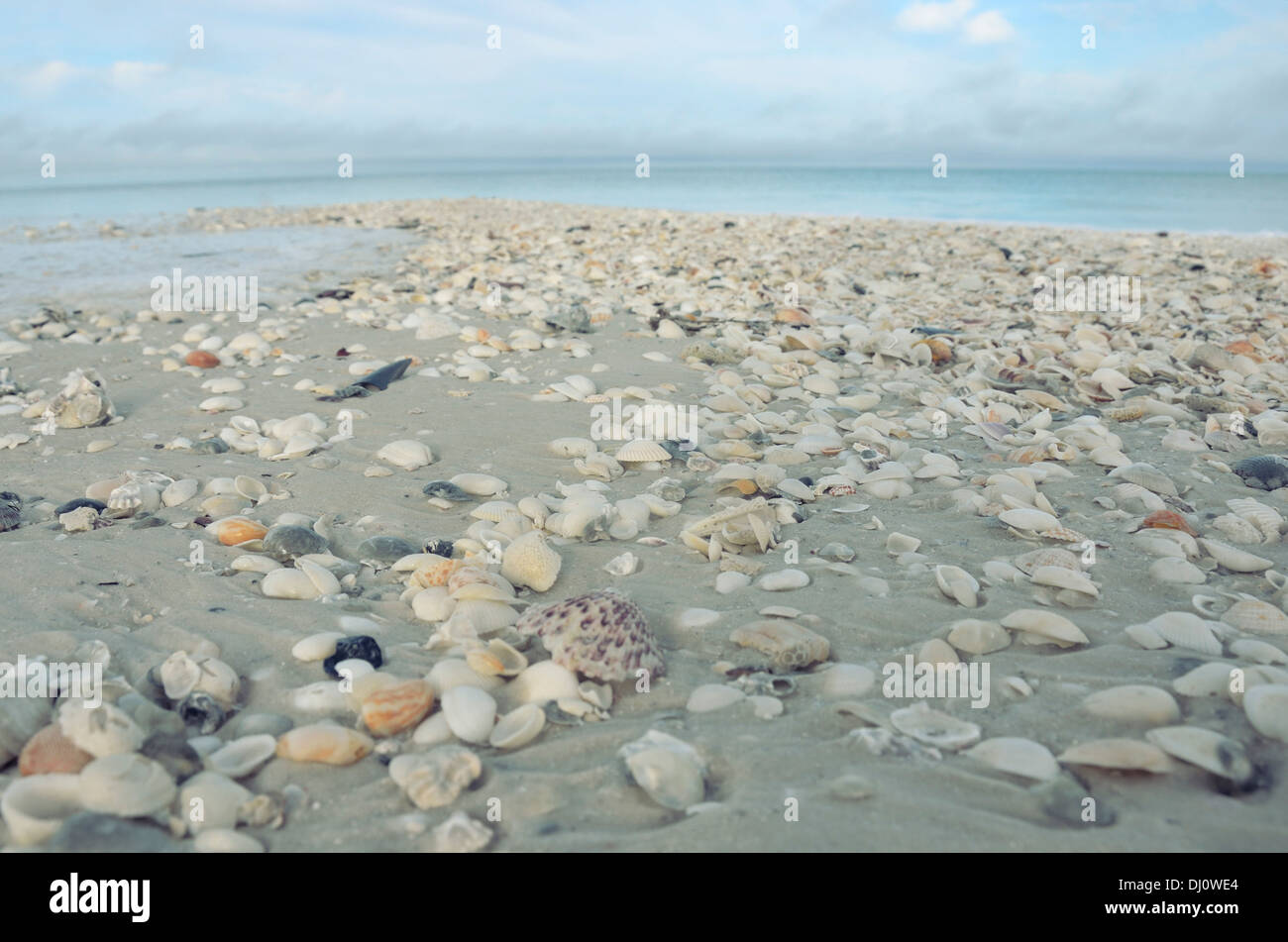 Sea shells on Marco Island Stock Photo - Alamy