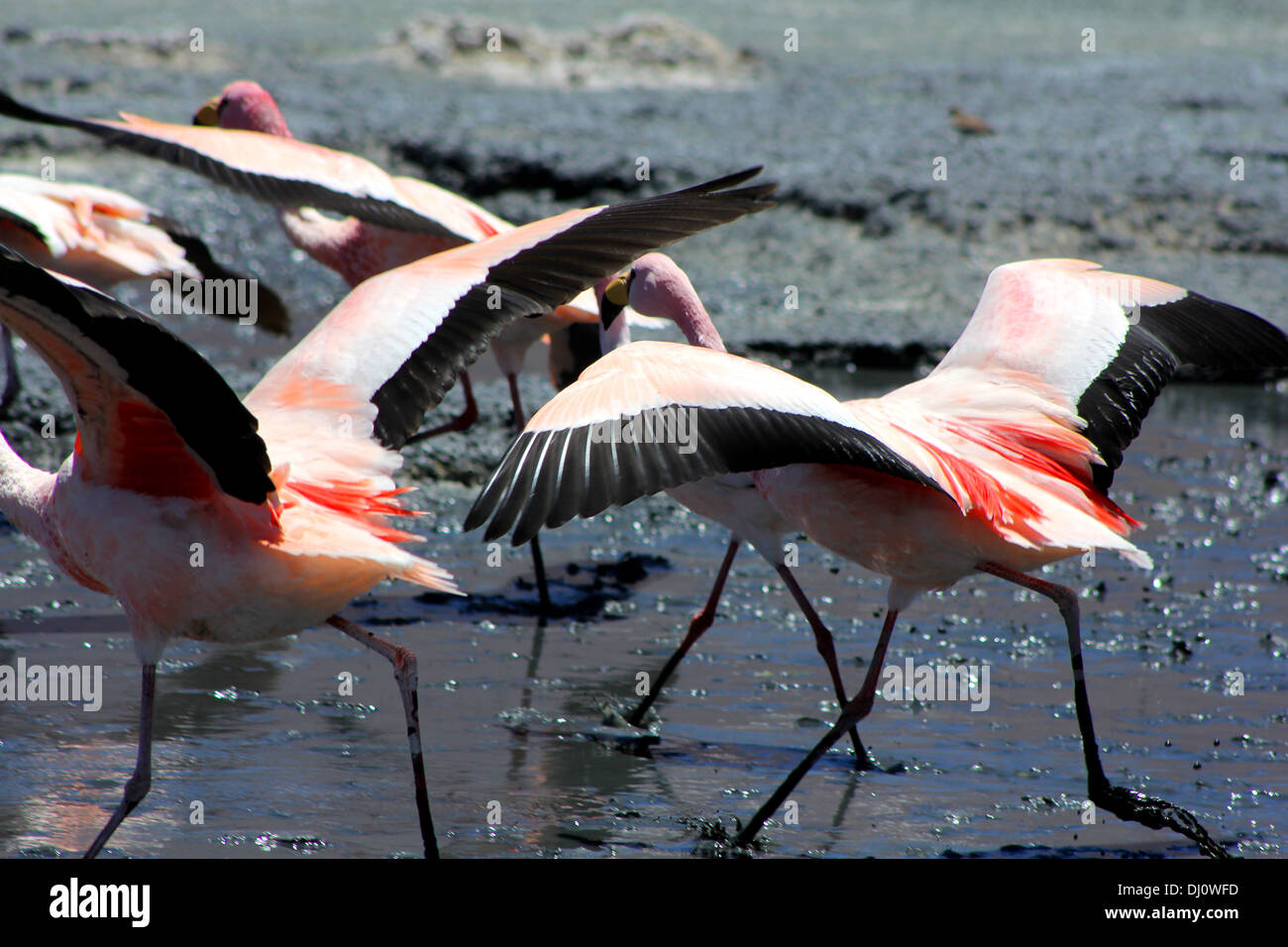 Flamingos taking off from a lagoon in Bolivia Stock Photo - Alamy