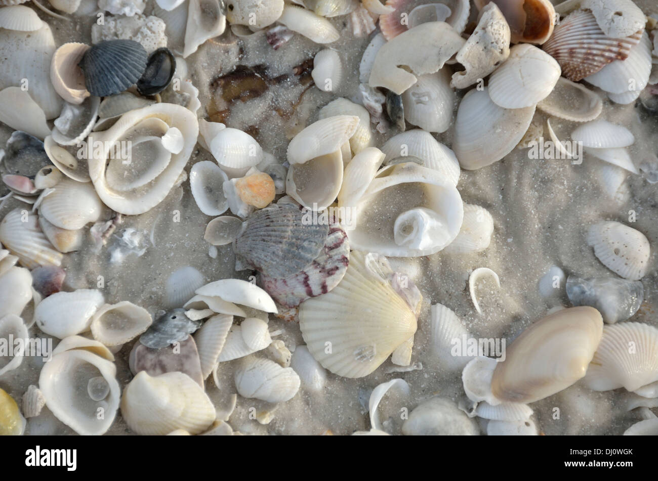 Thousand shells hi-res stock photography and images - Alamy