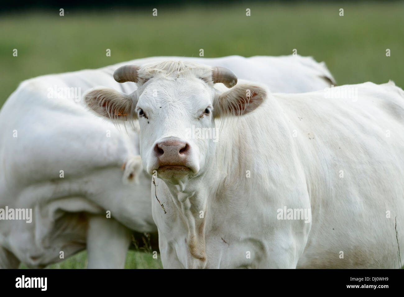 Charolais cattle (Bos taurus Stock Photo - Alamy