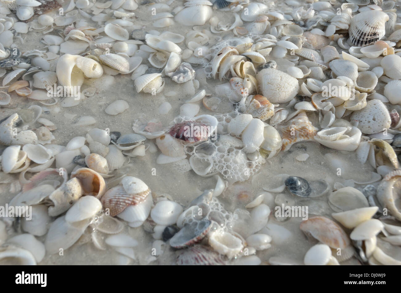 Sea shells on Marco Island Stock Photo - Alamy