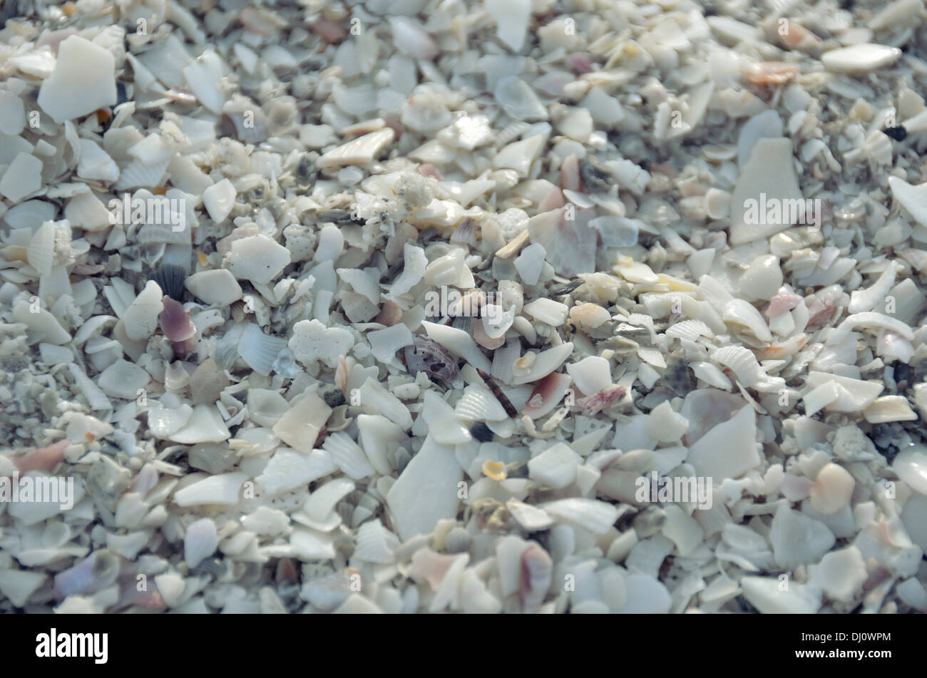 Sea shells on Marco Island Stock Photo - Alamy