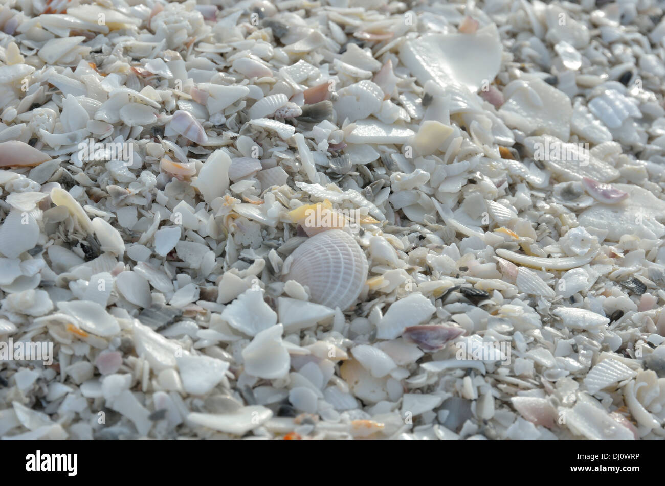 Thousand shells hi-res stock photography and images - Alamy