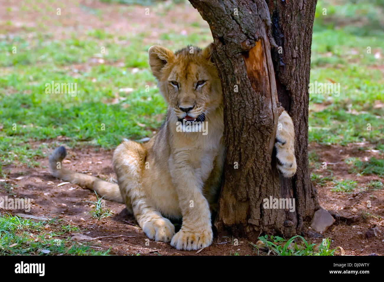 Lion Cub Playing Stock Photo - Alamy