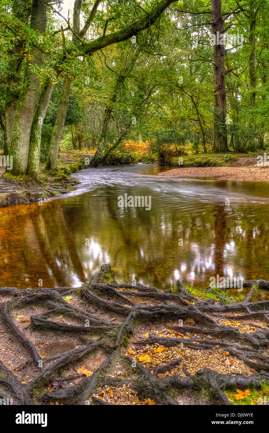New forest landscapes hi-res stock photography and images - Alamy