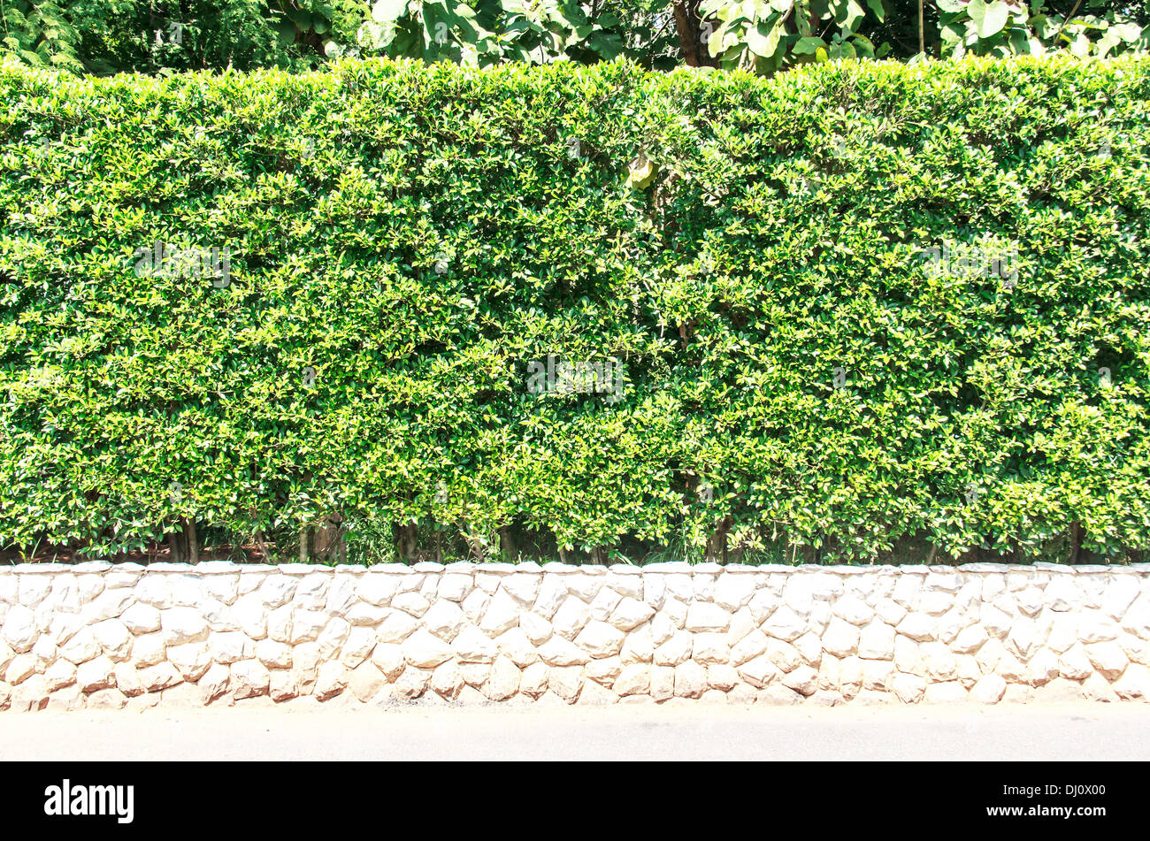 Shrubbery on stone base hi-res stock photography and images - Alamy