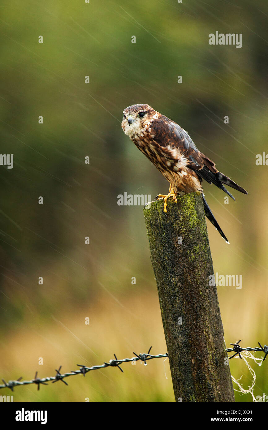 Merlin - Falco columbarius Stock Photo - Alamy