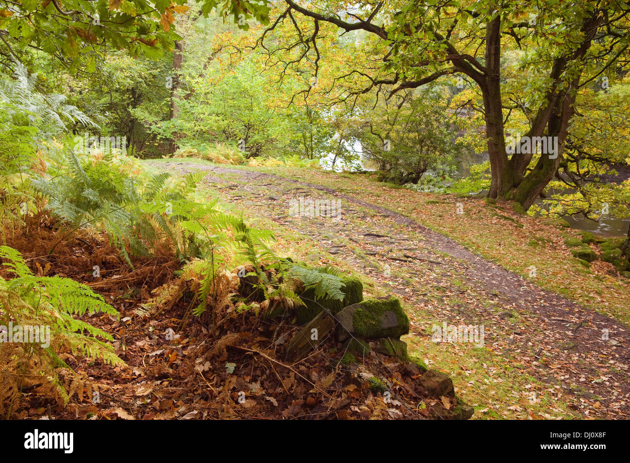 Haugh Wood and the River Wharfe, Wharfedale, Yorkshire Dales National ...