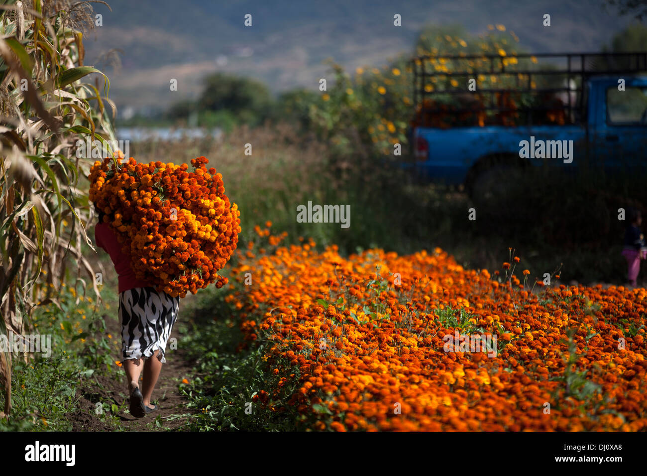 Farmers collect marigolds, known as "cempasúchil" in Spanish, that are ...