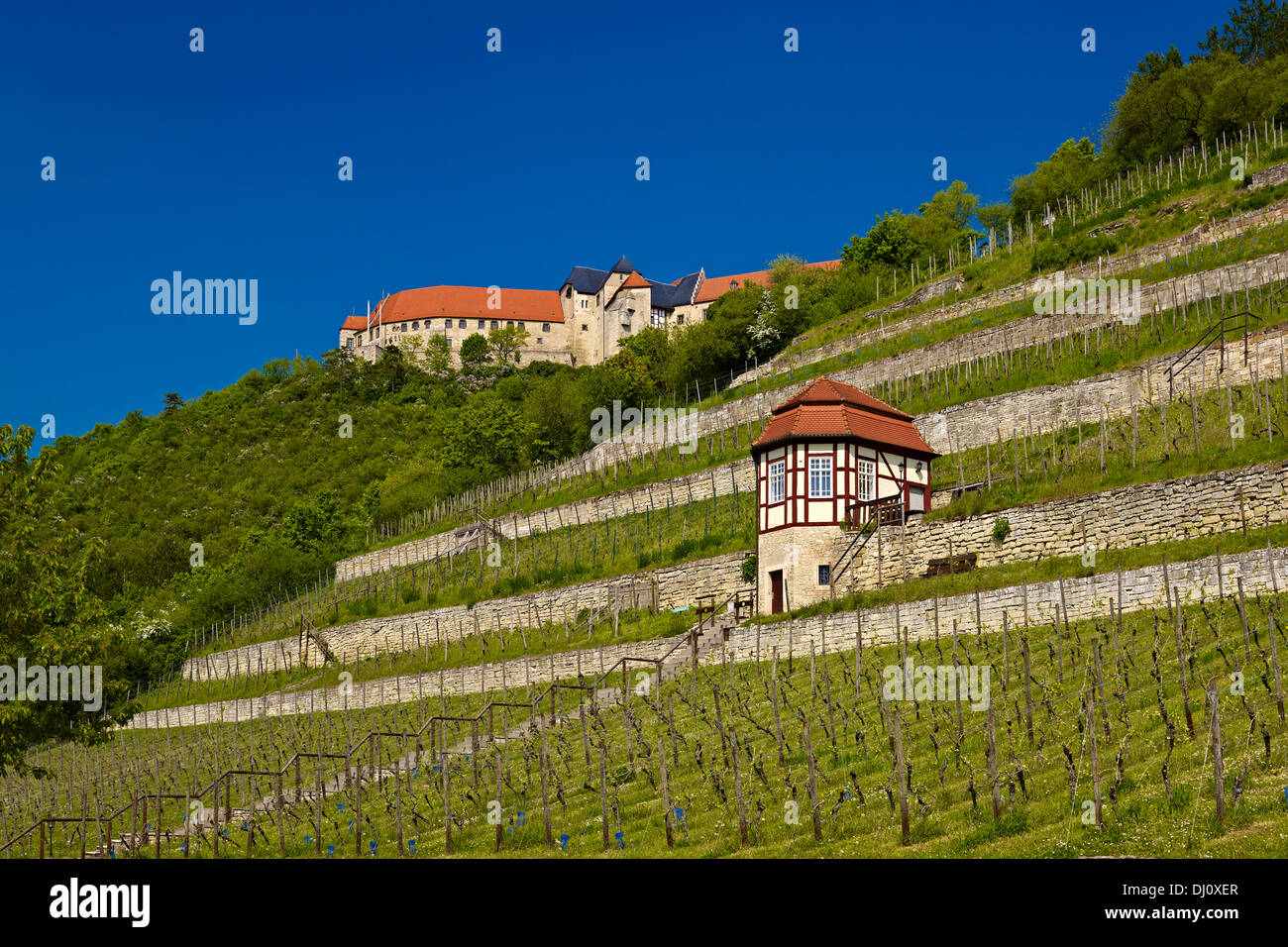 Neuenburg Castle with vineyard, Freyburg/Unstrut, Saxony-Anhalt ...