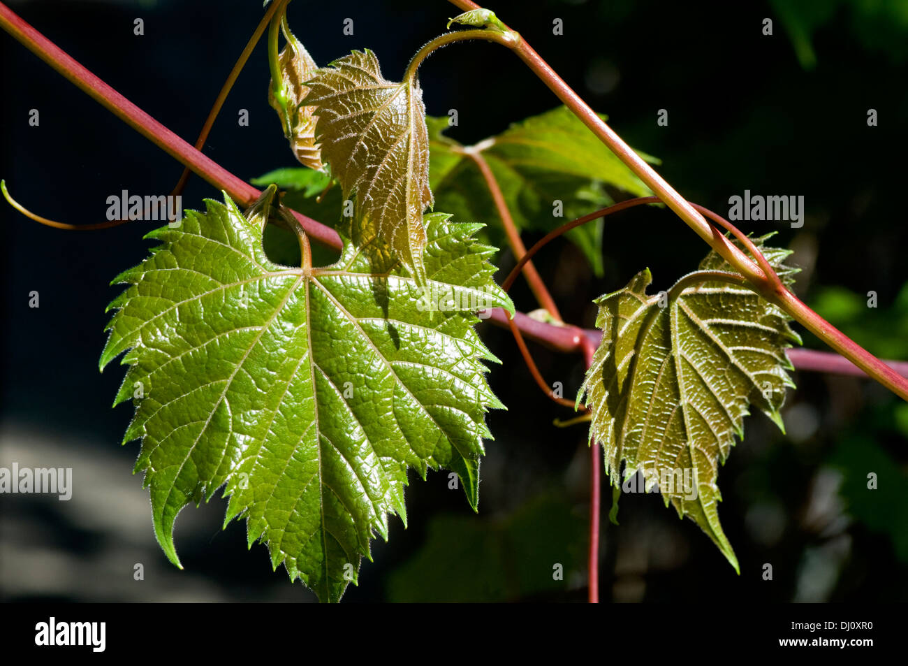 Grapevine Leaves Stock Photos & Grapevine Leaves Stock Images - Alamy
