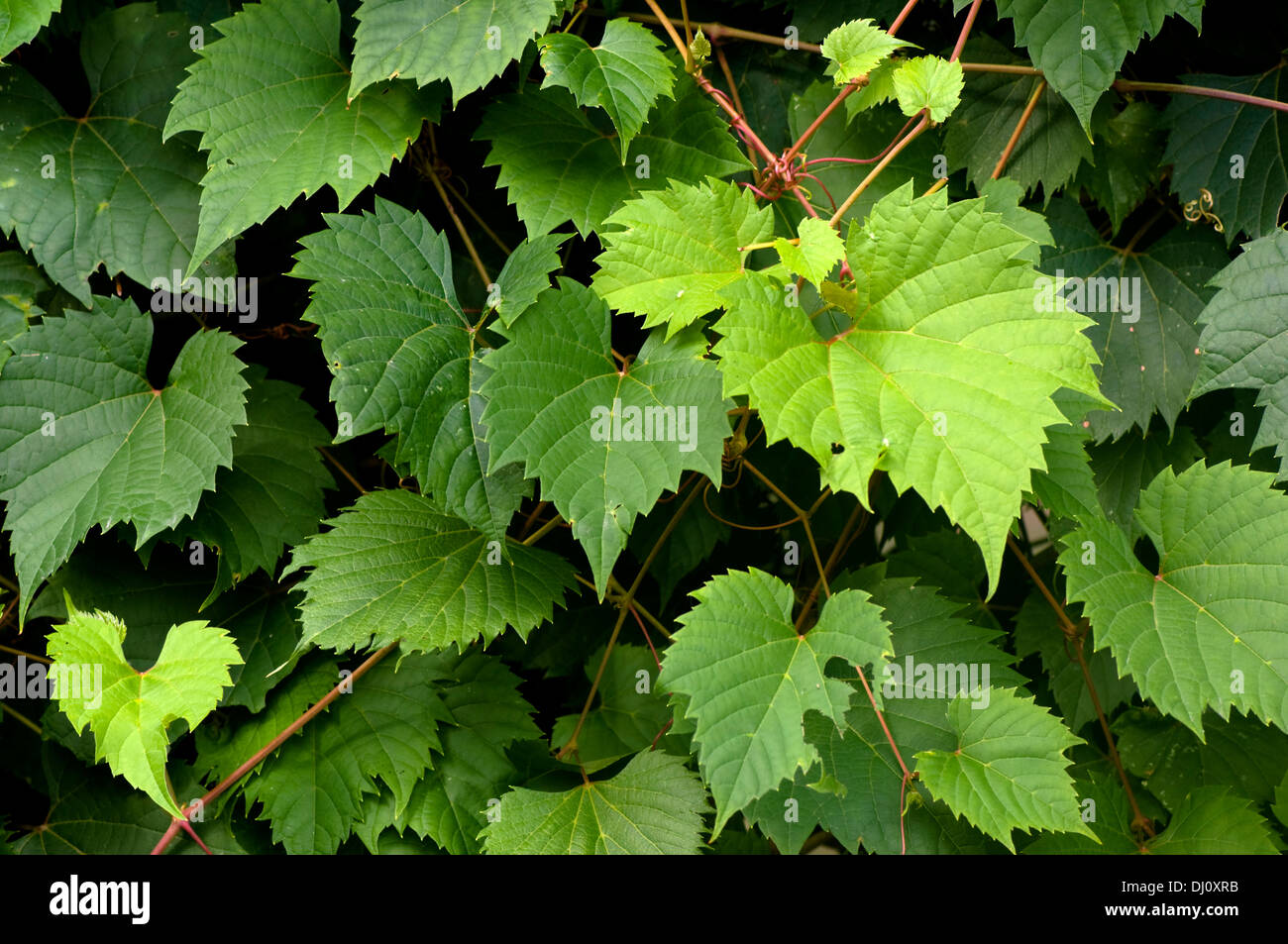 Leaves grapevine hi-res stock photography and images - Alamy
