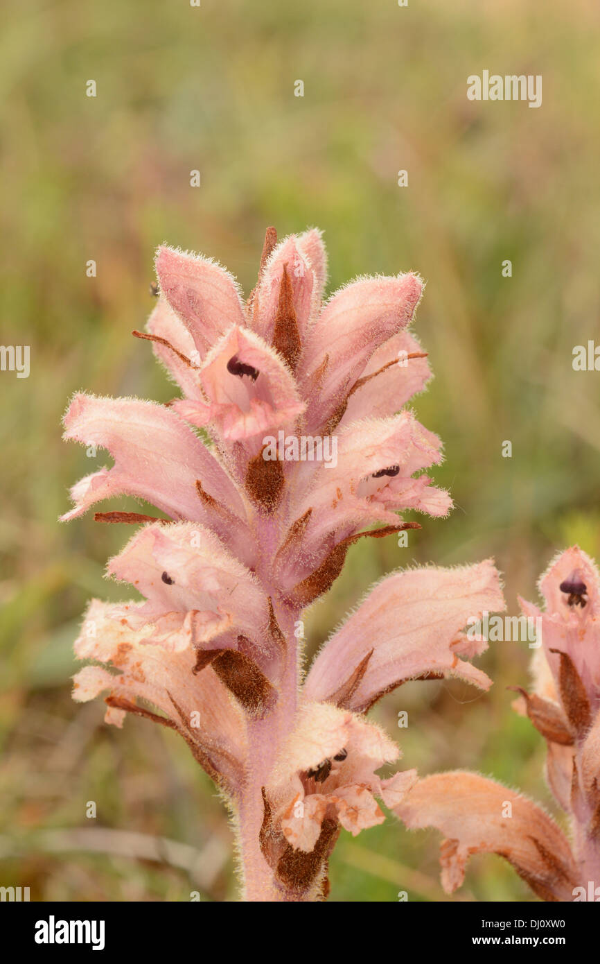 Broomrape plant hi-res stock photography and images - Alamy