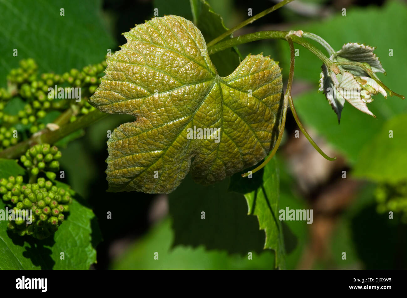 Grapevine leaves hi-res stock photography and images - Alamy