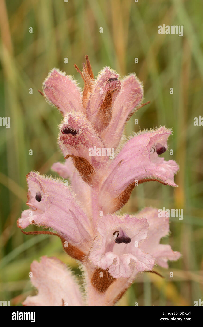 Broomrape hi-res stock photography and images - Alamy