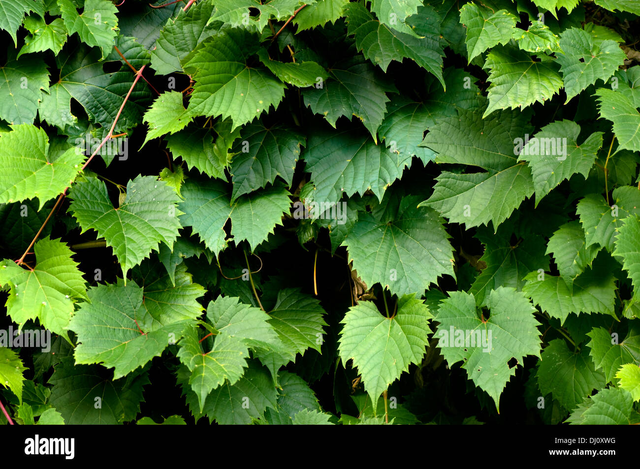 Grapevine leaves hi-res stock photography and images - Alamy