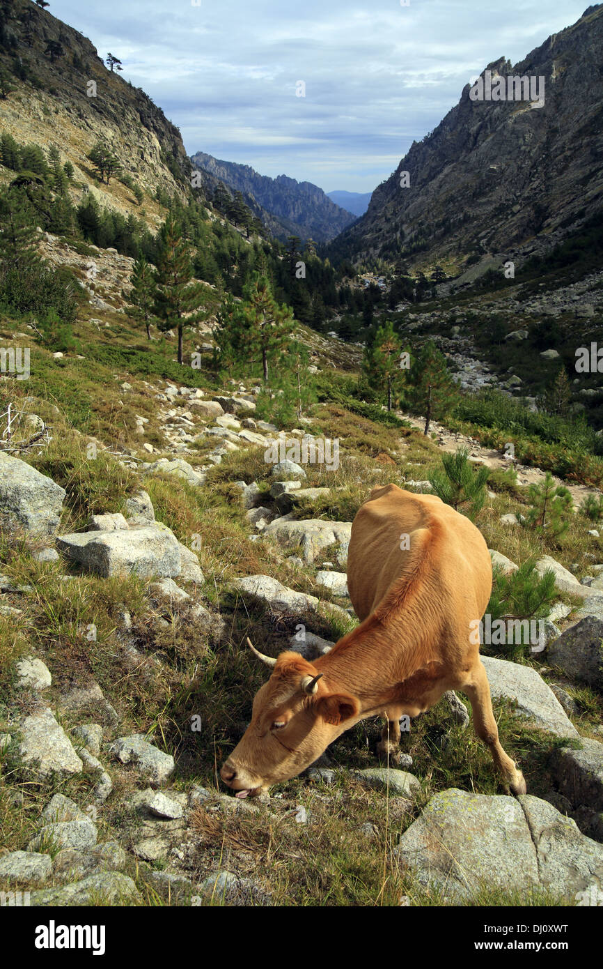 Corsica island cow mediterranean hi-res stock photography and images ...