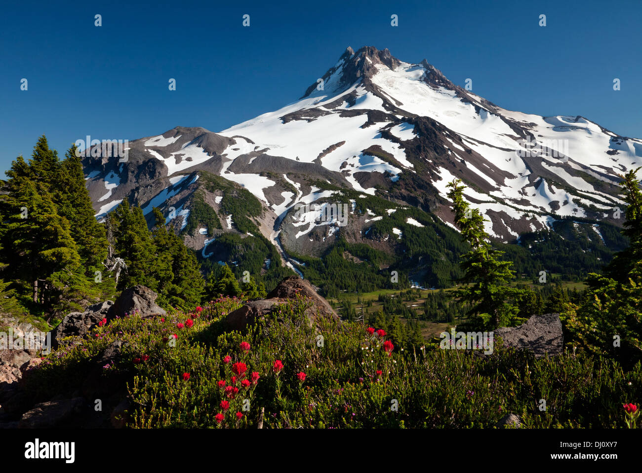 Paintbrush blooming in the heather along the Pacific Crest National ...