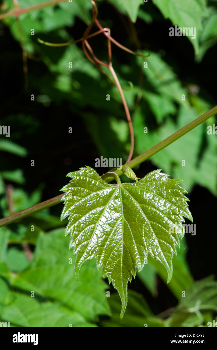Grapevine leaves hi-res stock photography and images - Alamy