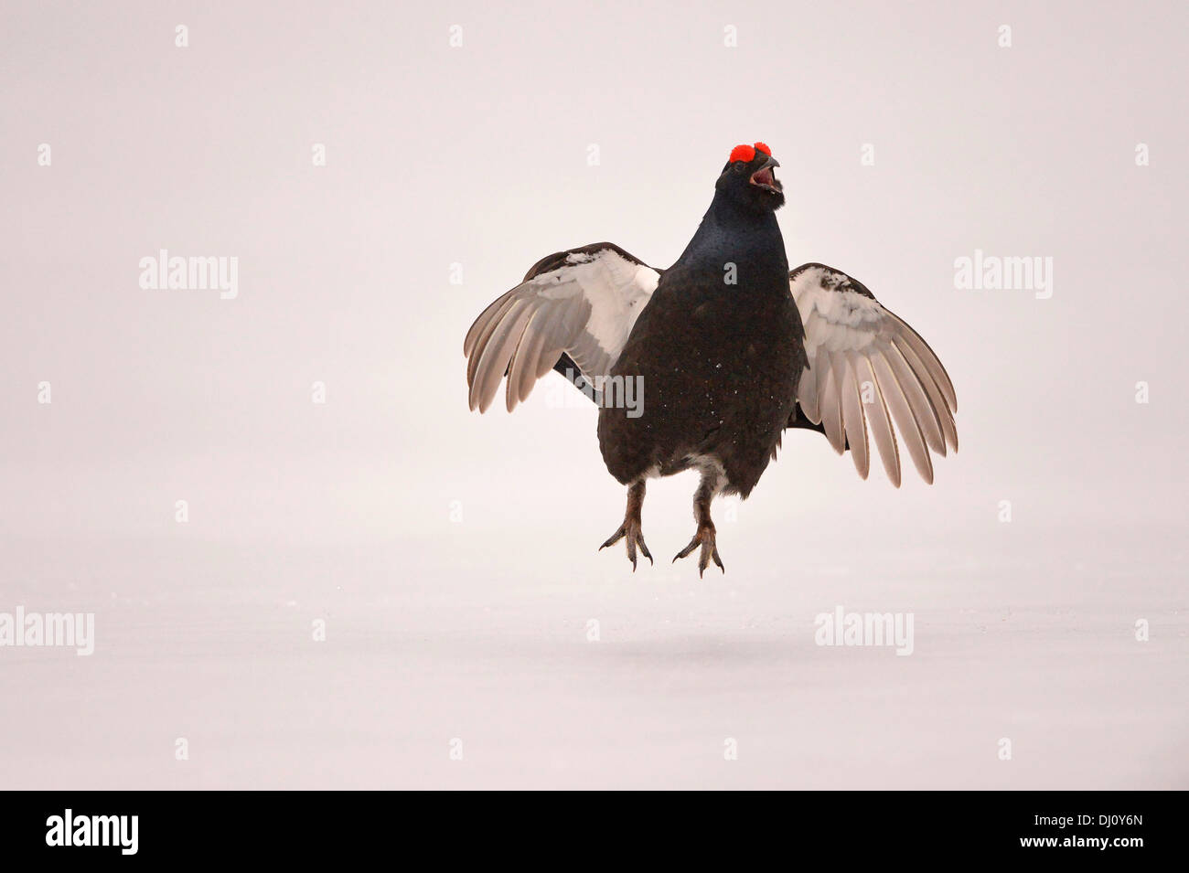 Black Grouse (Tetrao tetrix) male jumping and displaying at lek, on ice ...