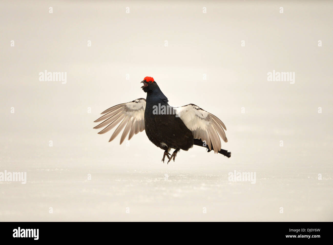 Black Grouse (Tetrao tetrix) male jumping and displaying at lek, on ice ...