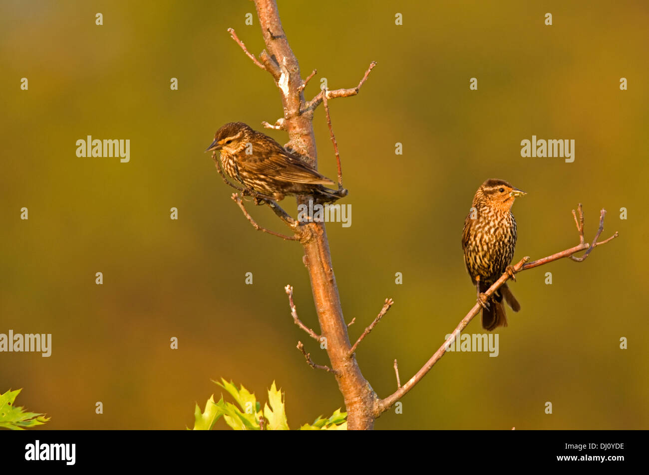 Two thrasher birds perch on a bare tree branches in the Montrose Beach ...