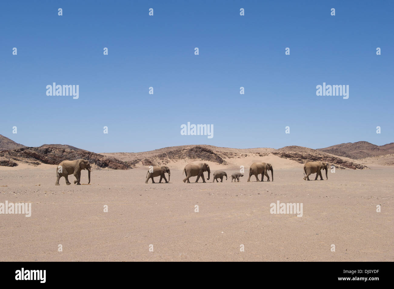 Elephants of desert crossing a sand area at Hoanib river, Namibie Stock ...