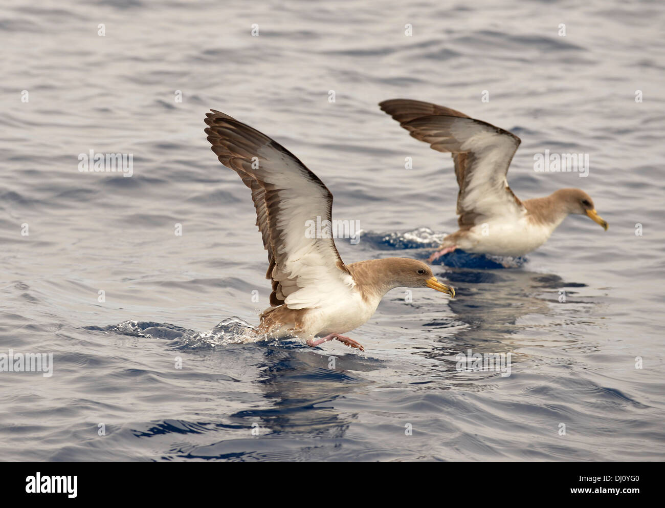 Birds of azores hi-res stock photography and images - Alamy