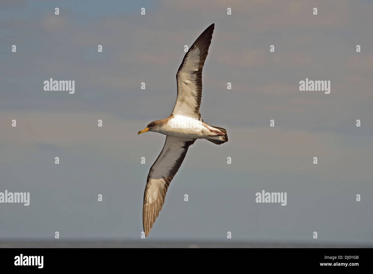 Cory's Shearwater (Calonectris diomedea) lin flight over the sea, The ...