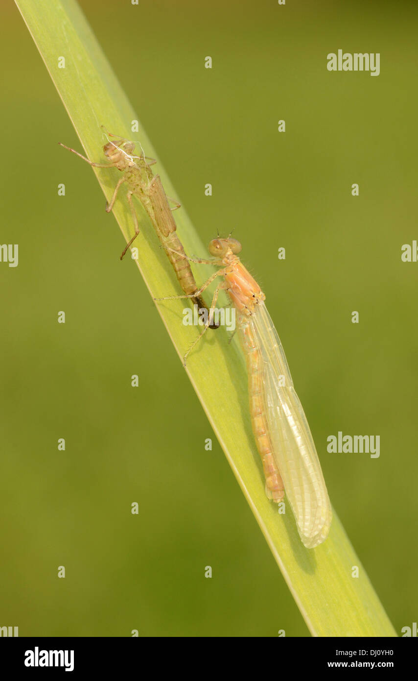 Large Red Damselfly (Pyrrhosoma nymphula) just emerged from larval skin ...