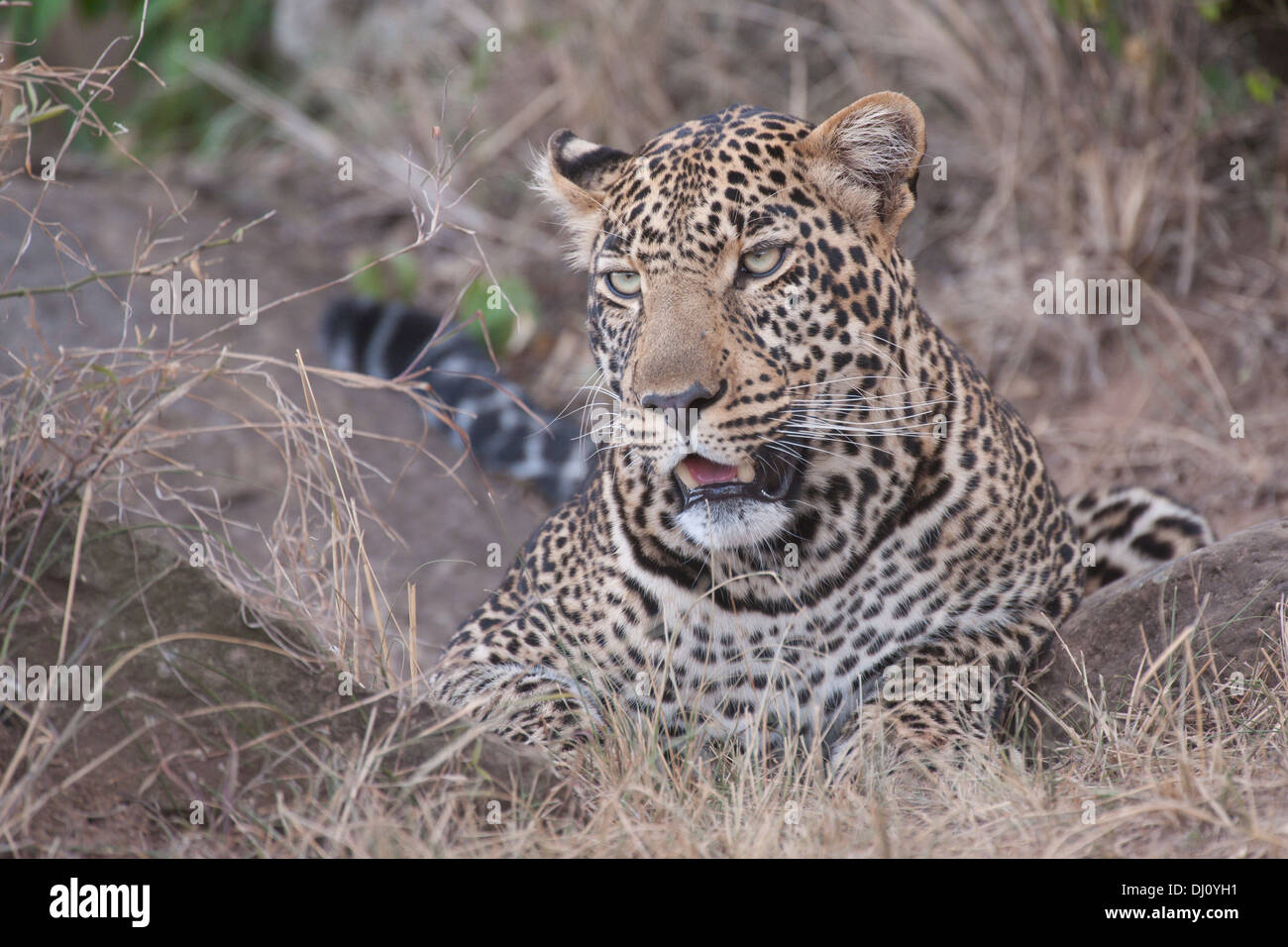 Leopard hiding in bush. Masaï Mara, Kenya Stock Photo - Alamy