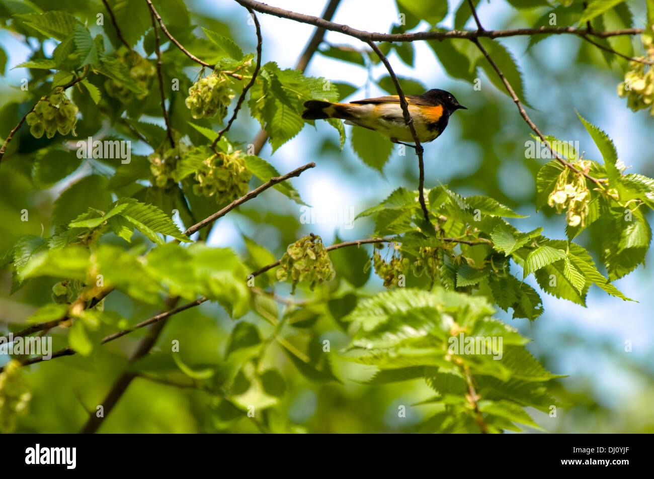 American redstart hi-res stock photography and images - Alamy