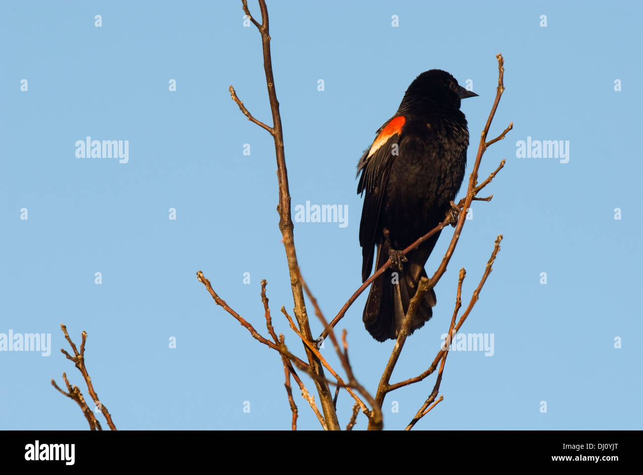 Blackbird roosts hi-res stock photography and images - Alamy