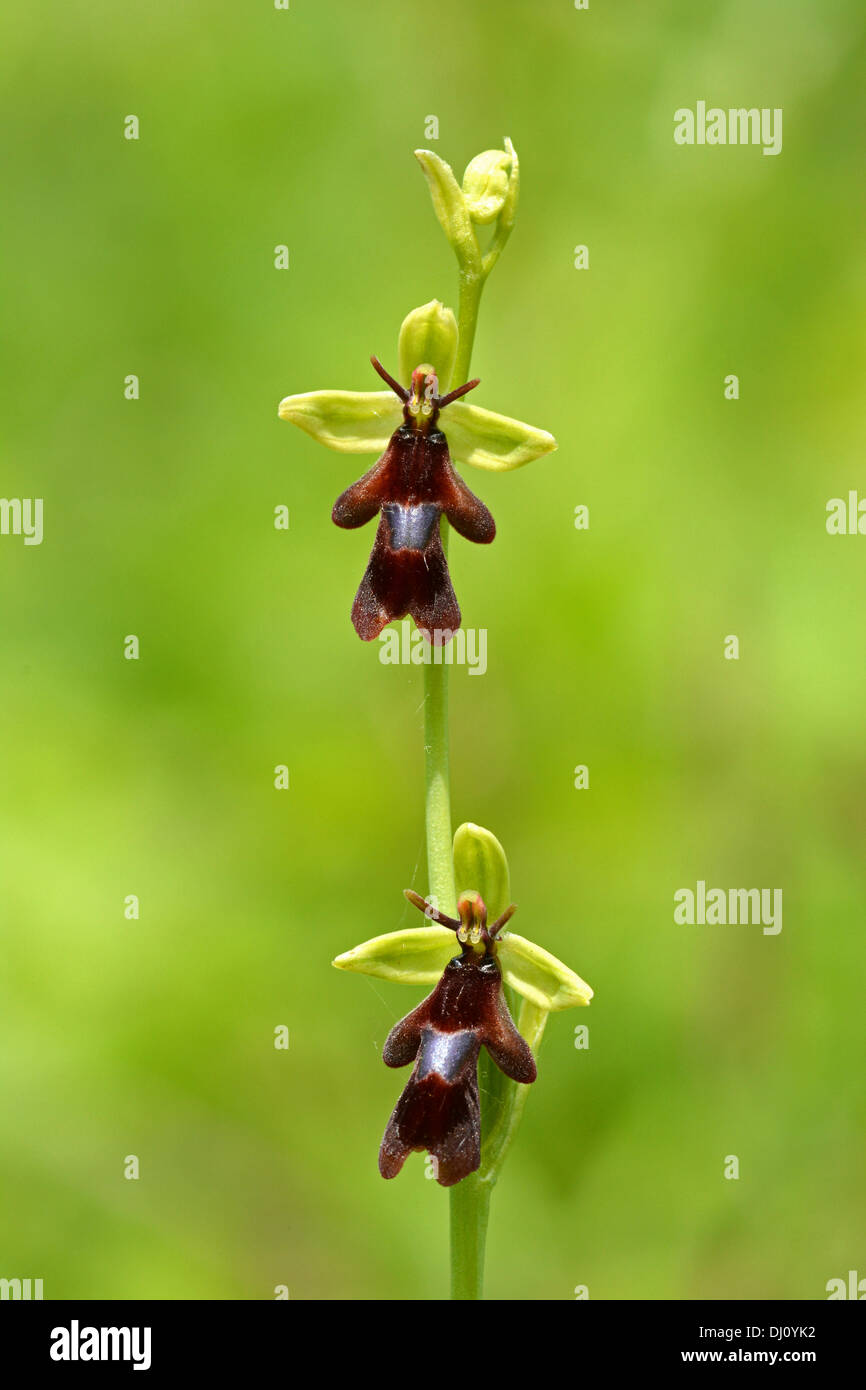Mimic Flowers High Resolution Stock Photography and Images - Alamy