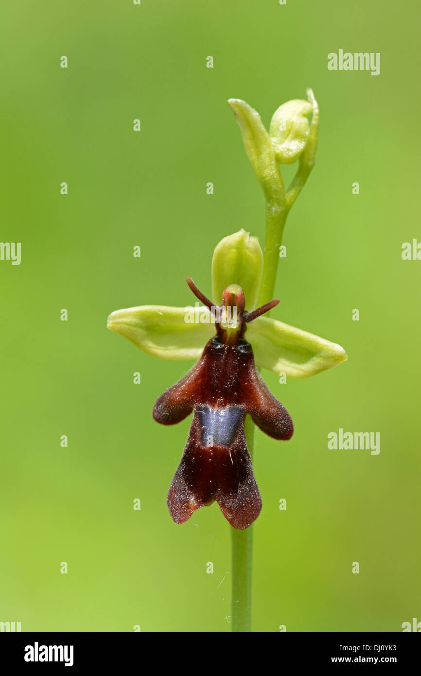 Fly Orchid (Ophrys insectifera) flower spike with one open flower and ...
