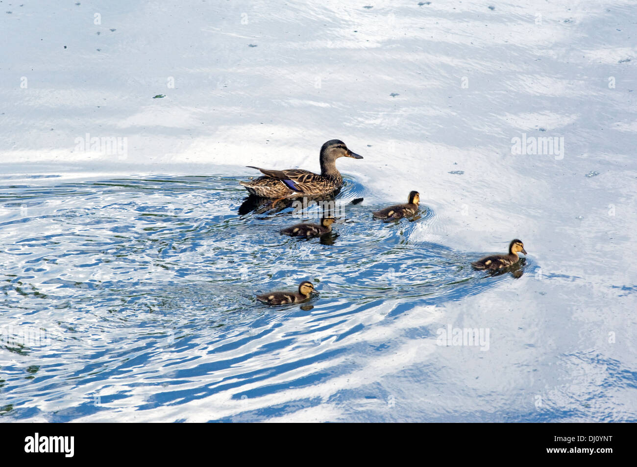 Child with baby duck hi-res stock photography and images - Alamy