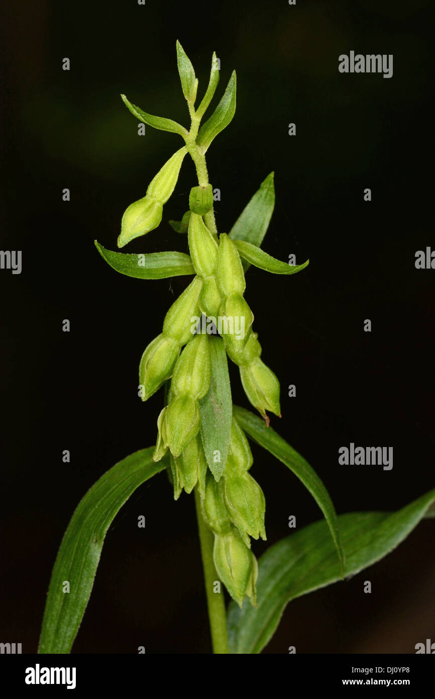 Green Flower Helleborine Stock Photos & Green Flower Helleborine Stock ...