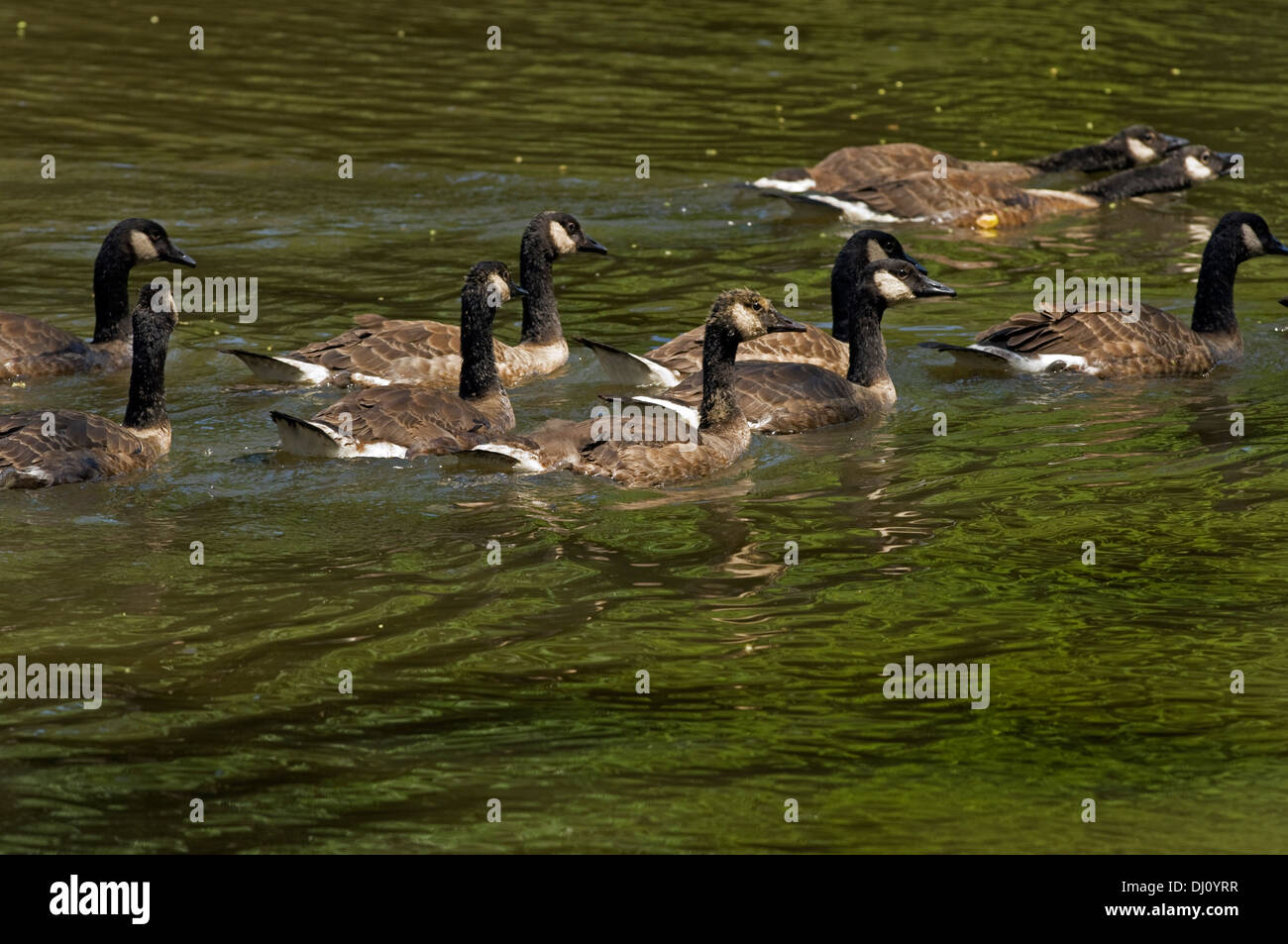 Gaggle of geese hi-res stock photography and images - Alamy