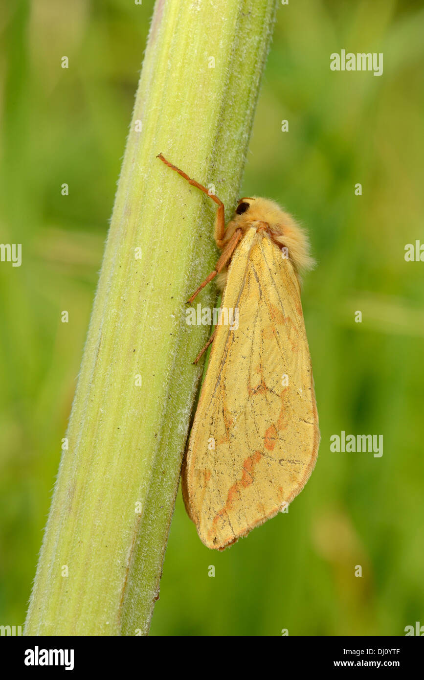 Ghost Swift Moth (Hepialus humuli) female at rest on plant stem ...