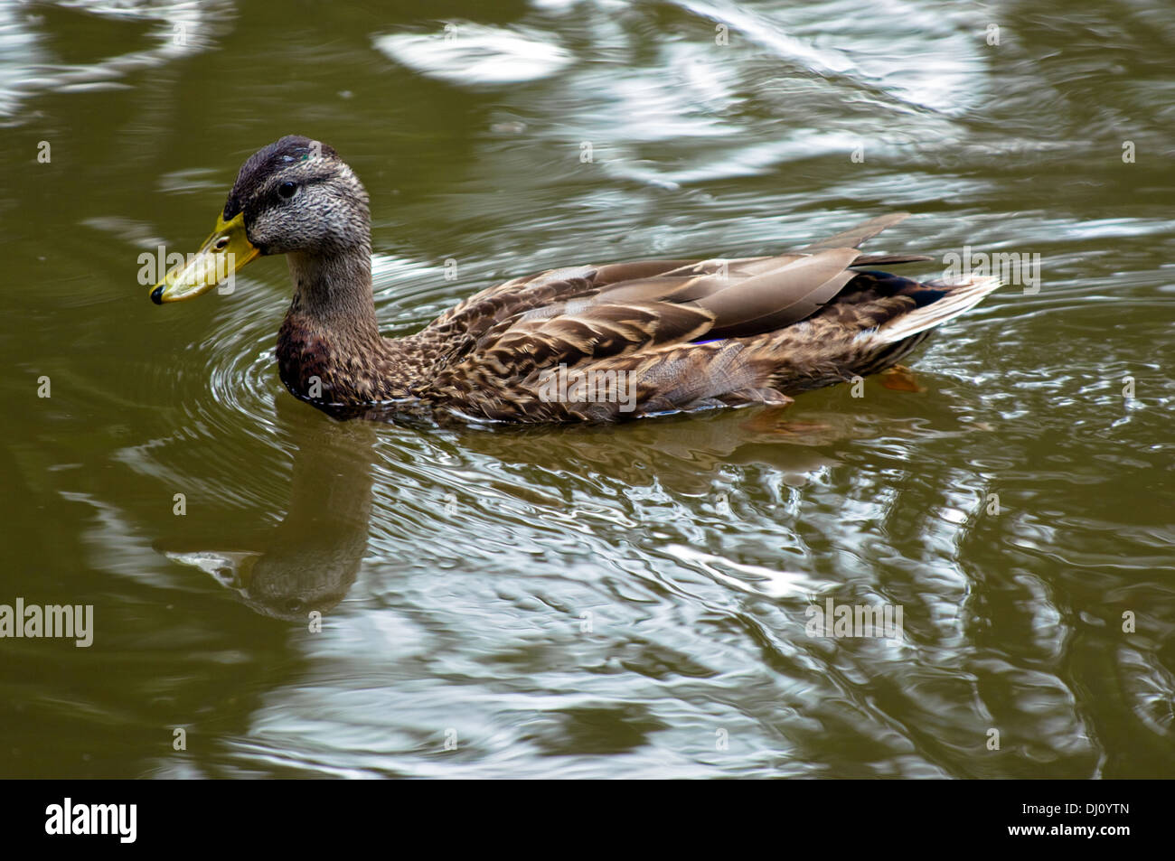Chicago duck hi-res stock photography and images - Alamy