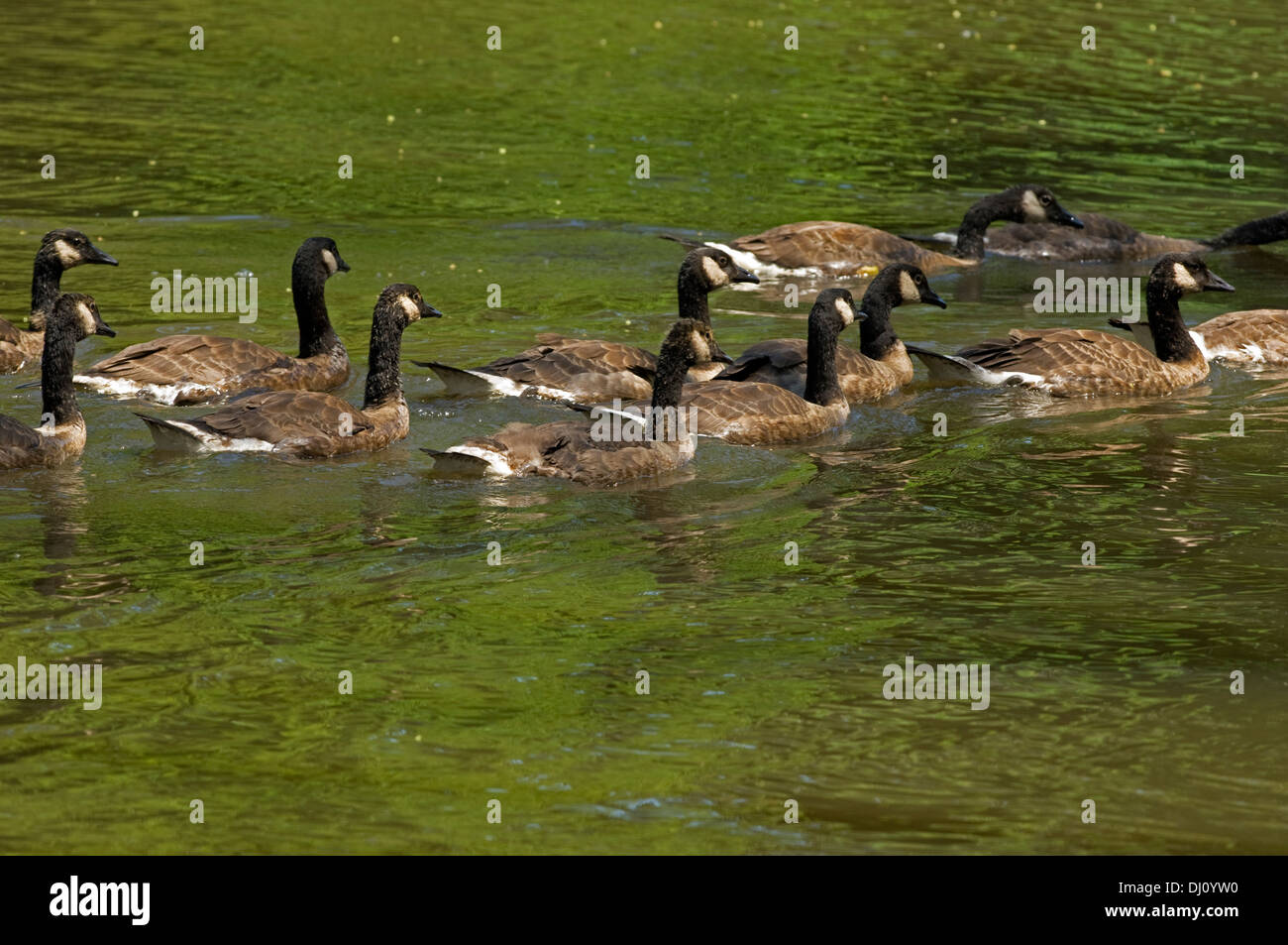 Gaggle of geese hi-res stock photography and images - Alamy