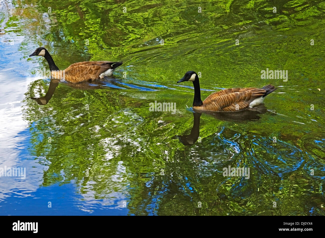 Couple of geese in the woods hi-res stock photography and images - Alamy
