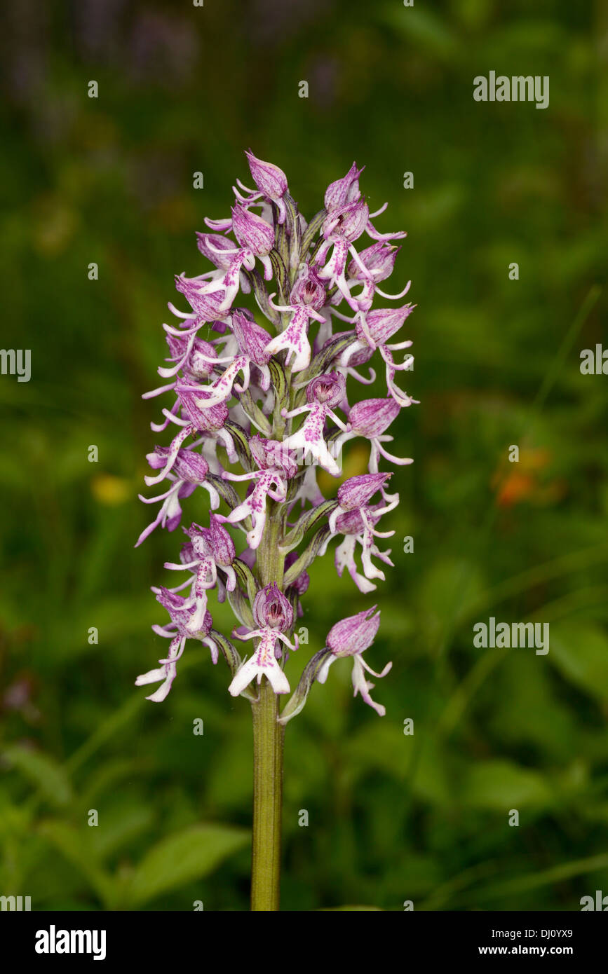 Lady-Monkey Orchid hybrid (Orchis purpurea/simia) flower spike ...